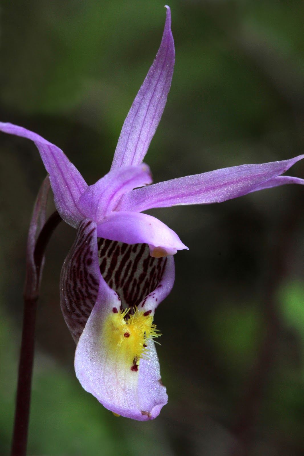 Native Orchids of the Pacific Northwest and the Canadian Rockies (and ...