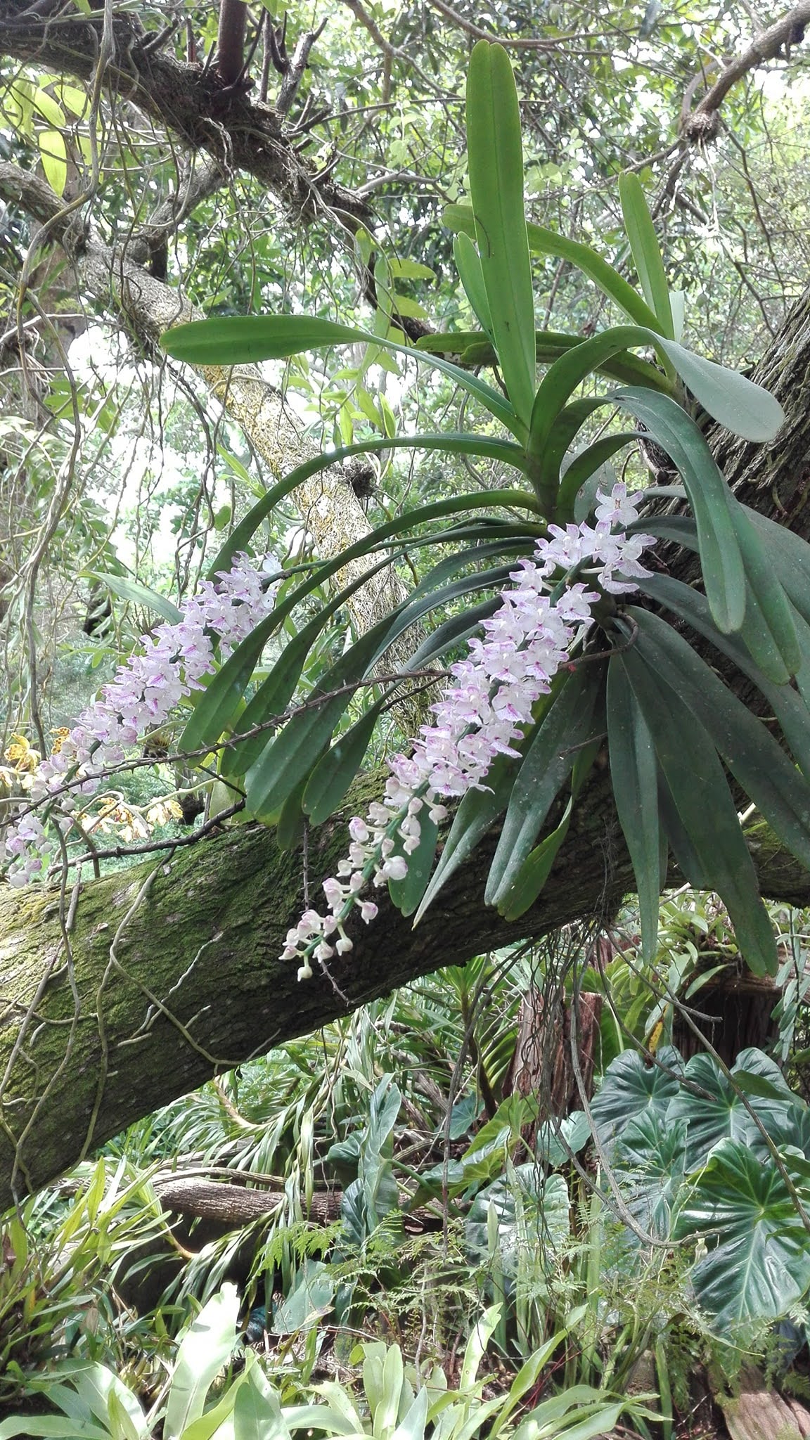 Aerides rosea