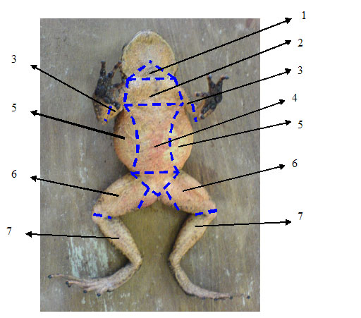 olyviahanum: laporan praktikum kodok ( bufo melanostictus )