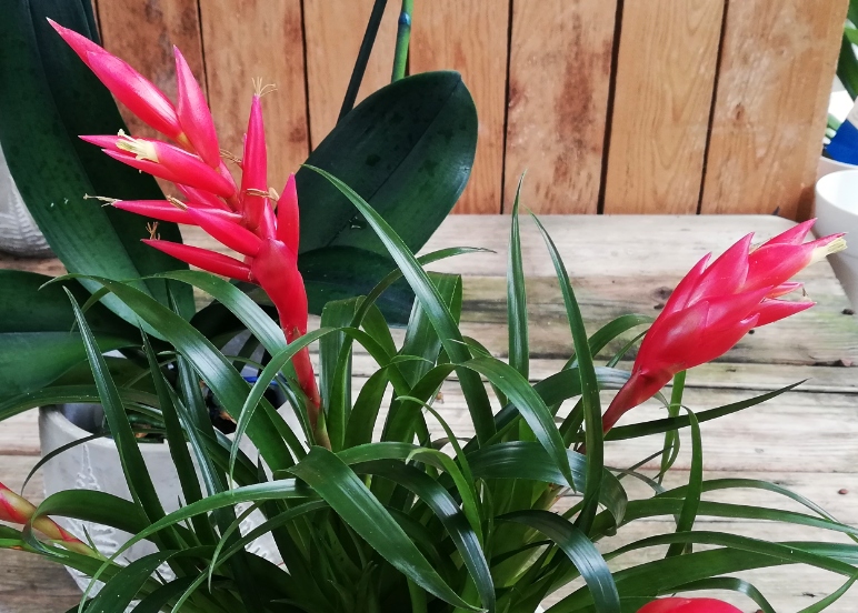 Plantas y flores: Vriesea Astrid Red