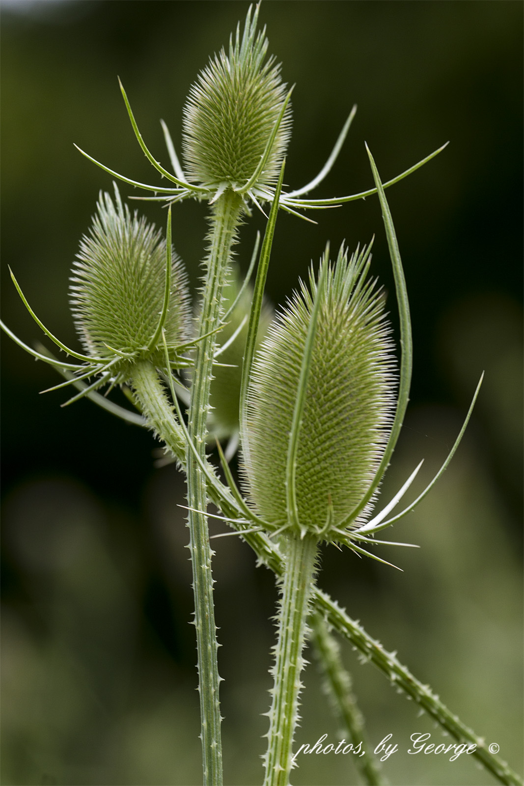 "What's Blooming Now" : Teasel (Dipsacus fullonum)