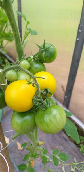 AnneAed: TOMATID KASVUHOONES