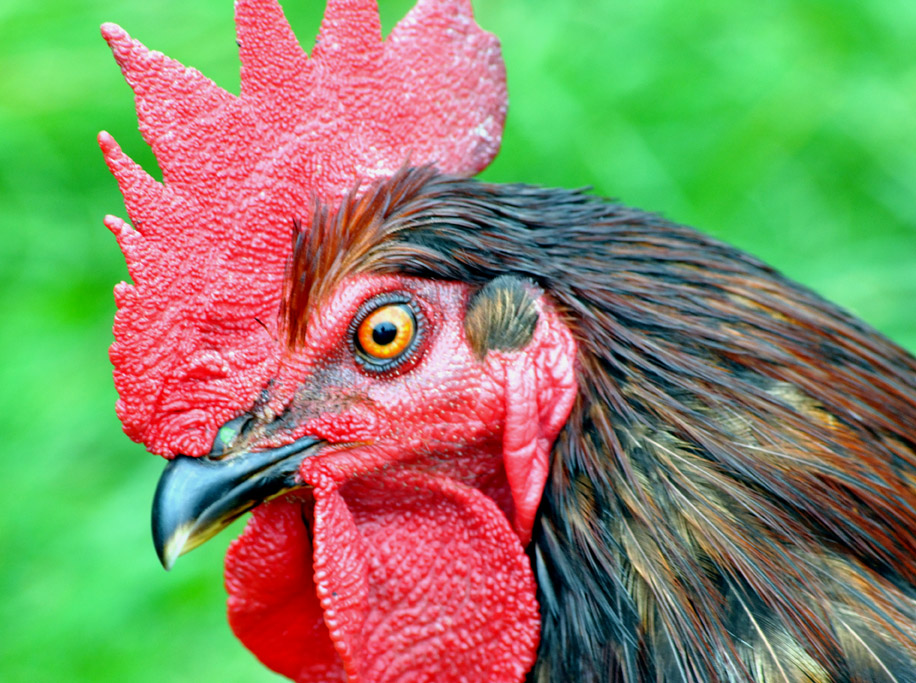 North Fife: Black Orpingtons Cockerel