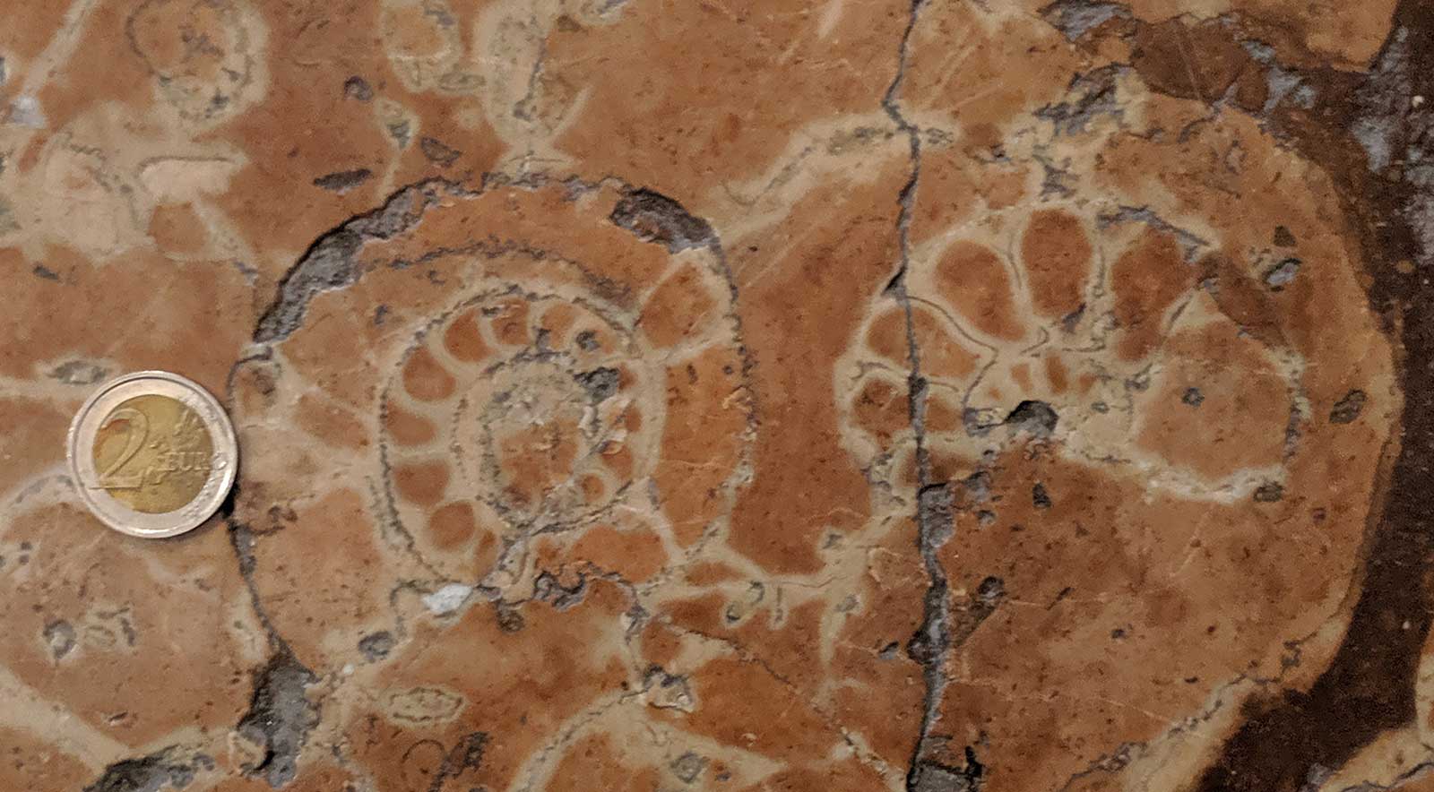 Louisville Fossils and Beyond: Fossils at St. Peter's Basilica in Rome!