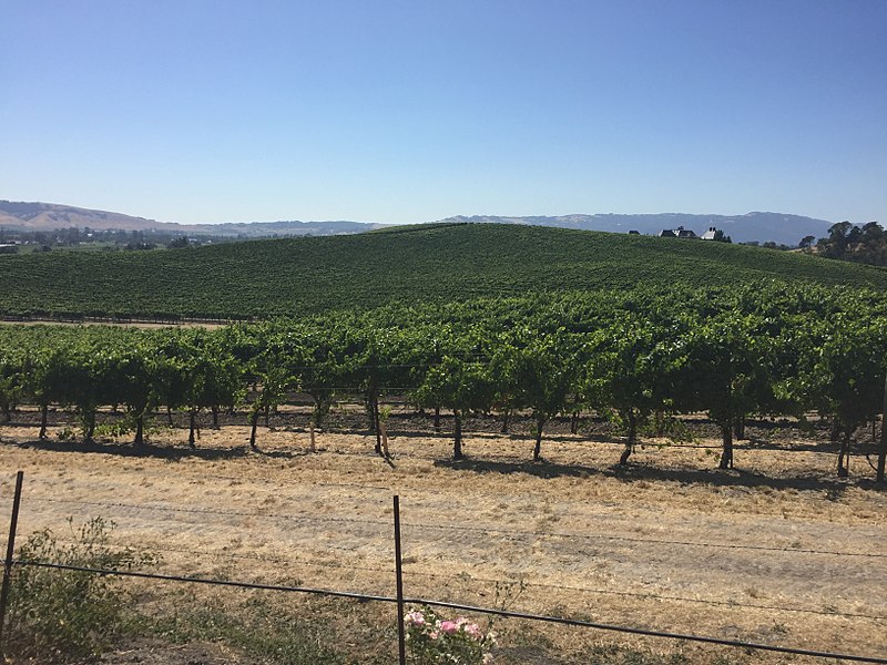 Bliss (image)The most viewed photo in the history of the world