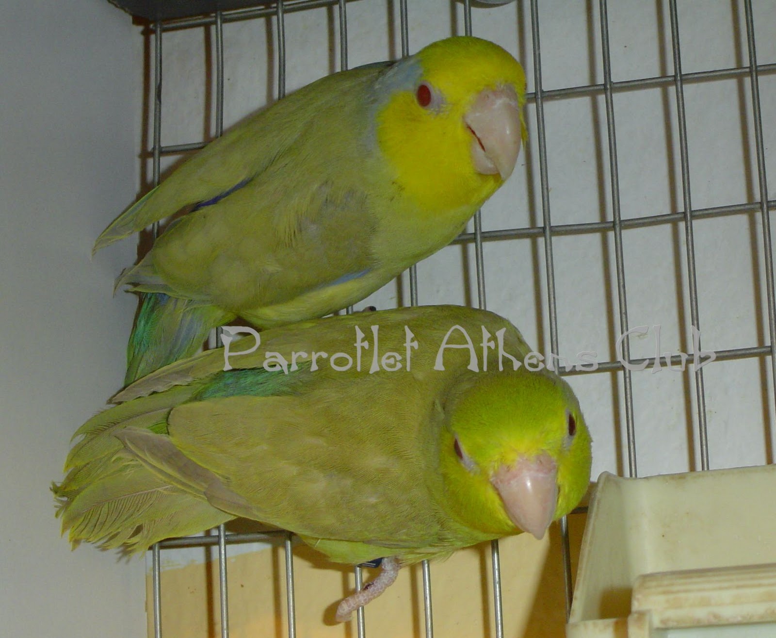 Parrotlet Athens Club: Parrotlet - Breeders Athens Greece