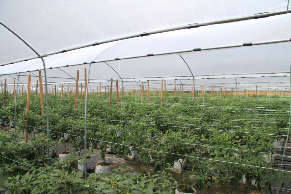 My little vegetable garden: GROWING CHILI on a large scale.