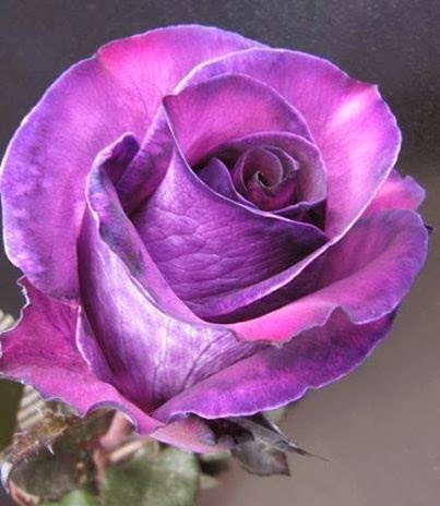 "Alma Violeta": PRESENTACIÓN