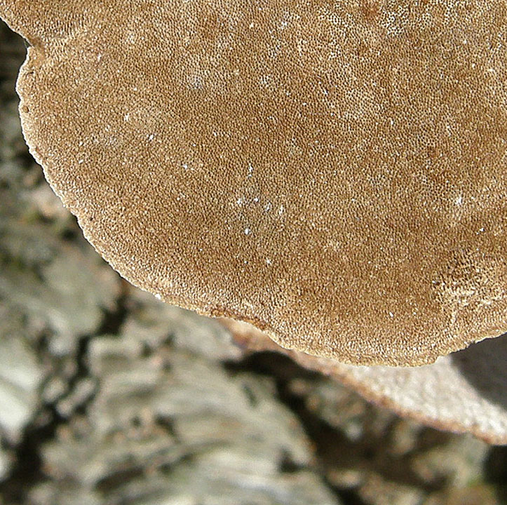 Anybody Seen My Focus?: Fuscoporia gilva (Mustard Yellow Polypore)
