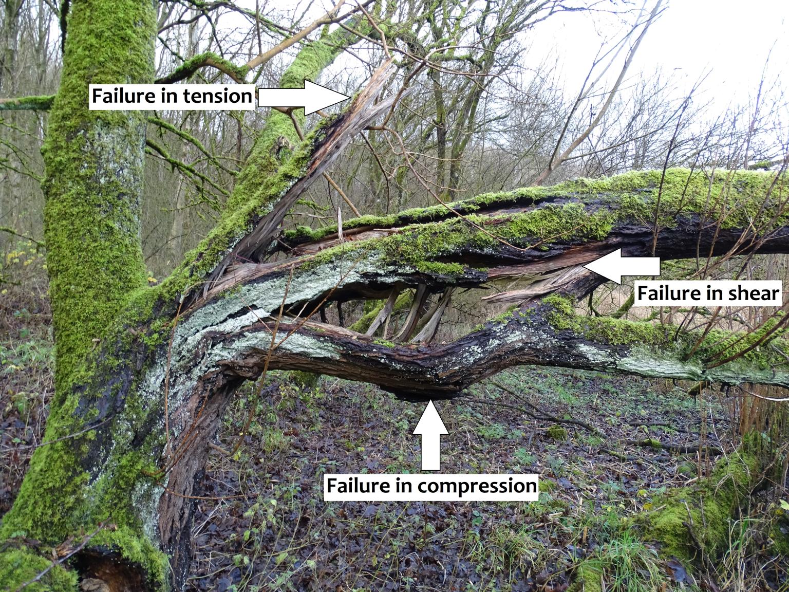 分枝的失效 BRANCH FAILURE | 樹沃客樹藝