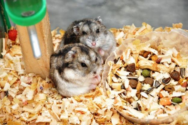 Tudo Sobre Hamster
