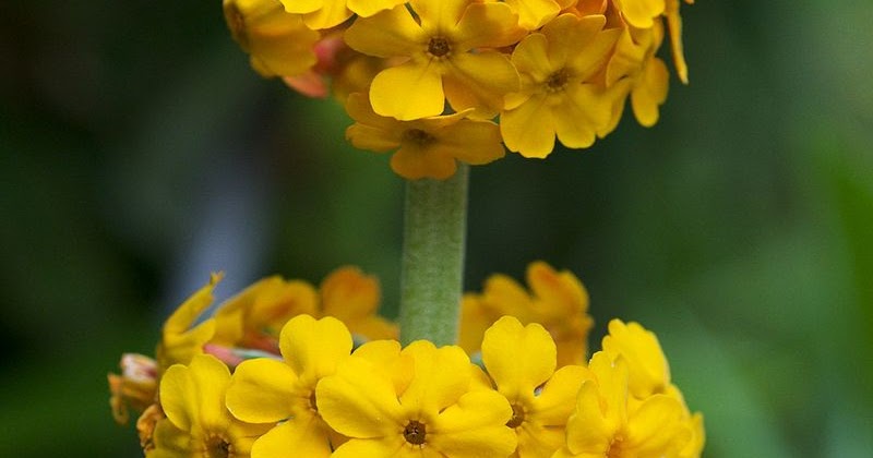 BULLEY'S PRIMROSE - Primula bulleyana |The Garden of Eaden