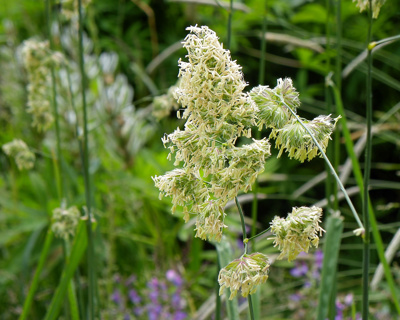 Wanderin Weeta With Waterfowl And Weeds Just Grass And Spit