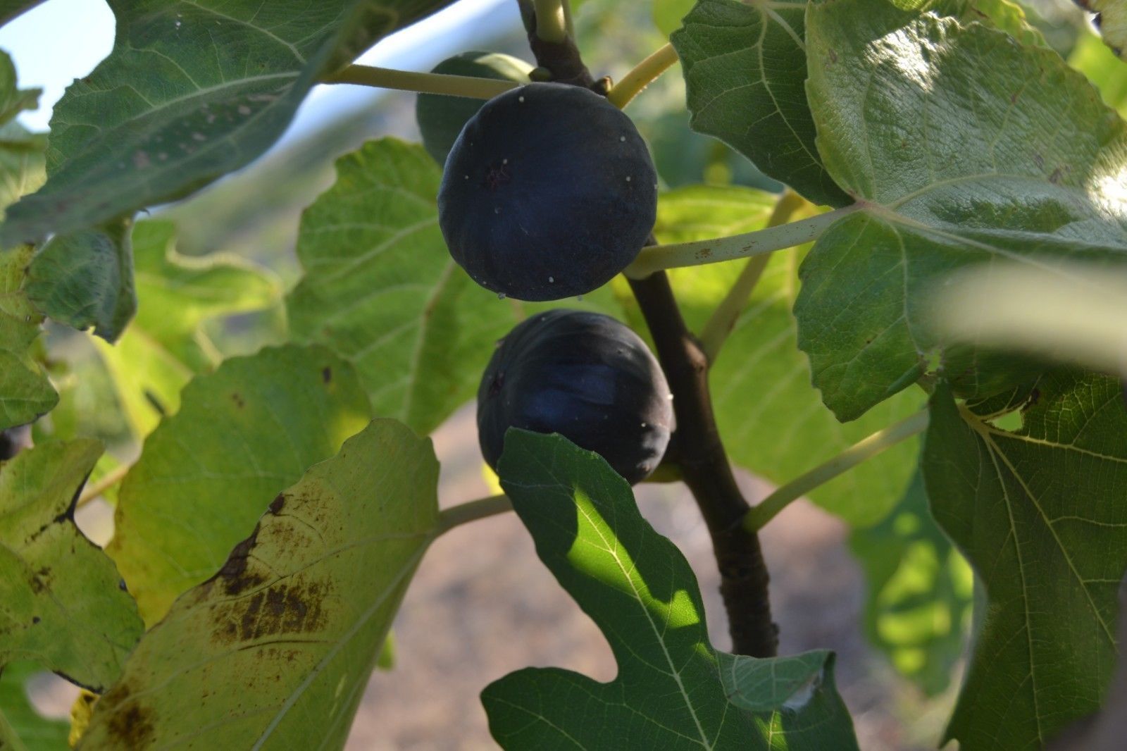 Figo Preto De Torres Novas - Var Tin