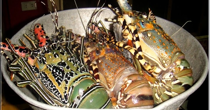 Sliced Raw Tiger Lobster Filipino Street Food, 47% OFF