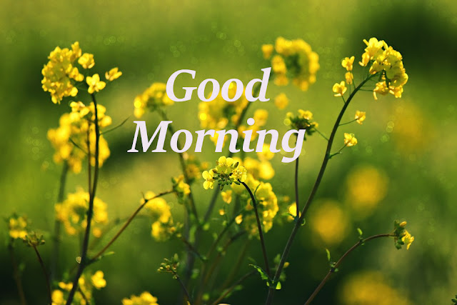 Top 10 Good Morning Ji Images greeting Pictures,Photos for Whatsapp ...