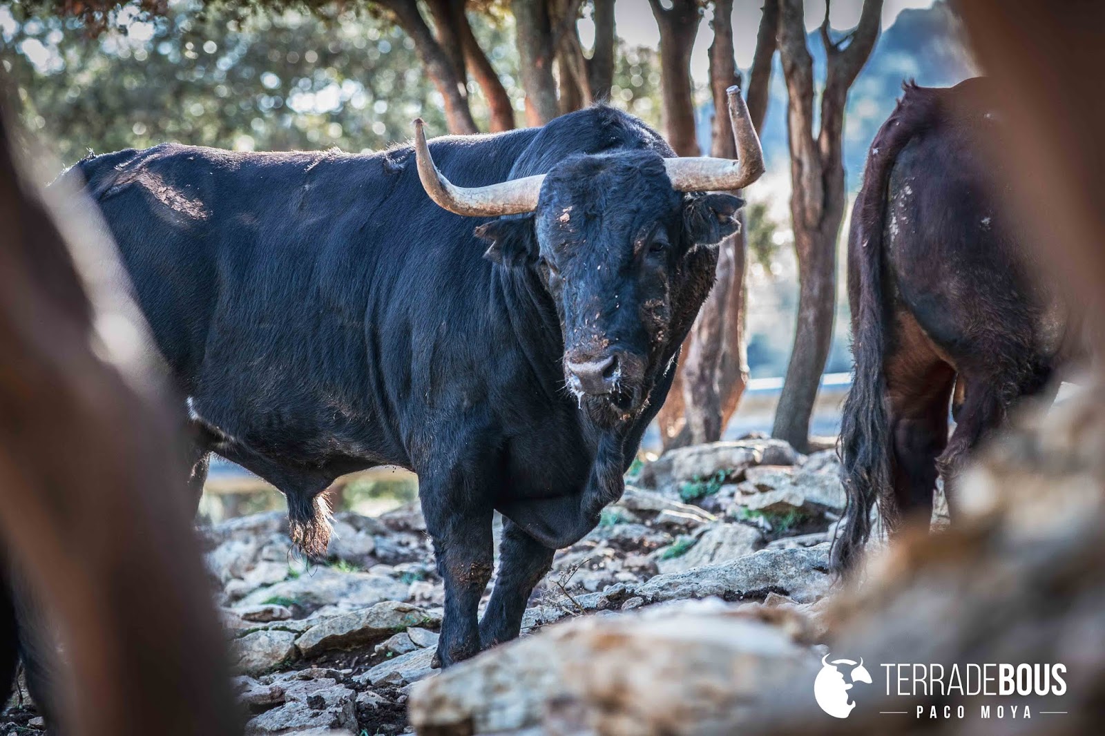 TOROS CERRILES PREPARADOS EN LA FINCA LA CARRASCA PARA LA PRÓXIMA TEMPORADA