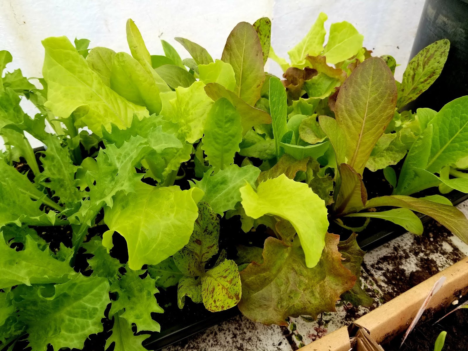 Garden Reflections - Leaf Vegetables