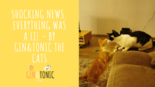 Tales with Gin and Tonic the cats