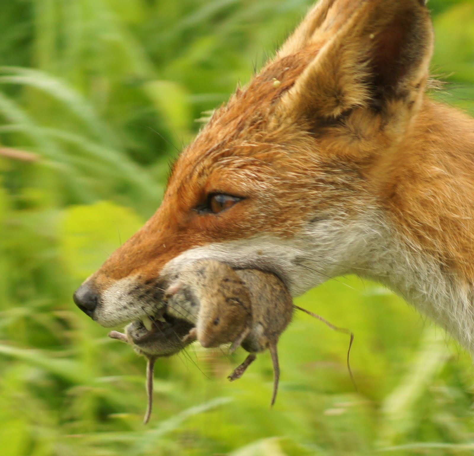 (AWD)....... AMSTERDAMSE WATERLEIDING DUINEN: Vos Prooi