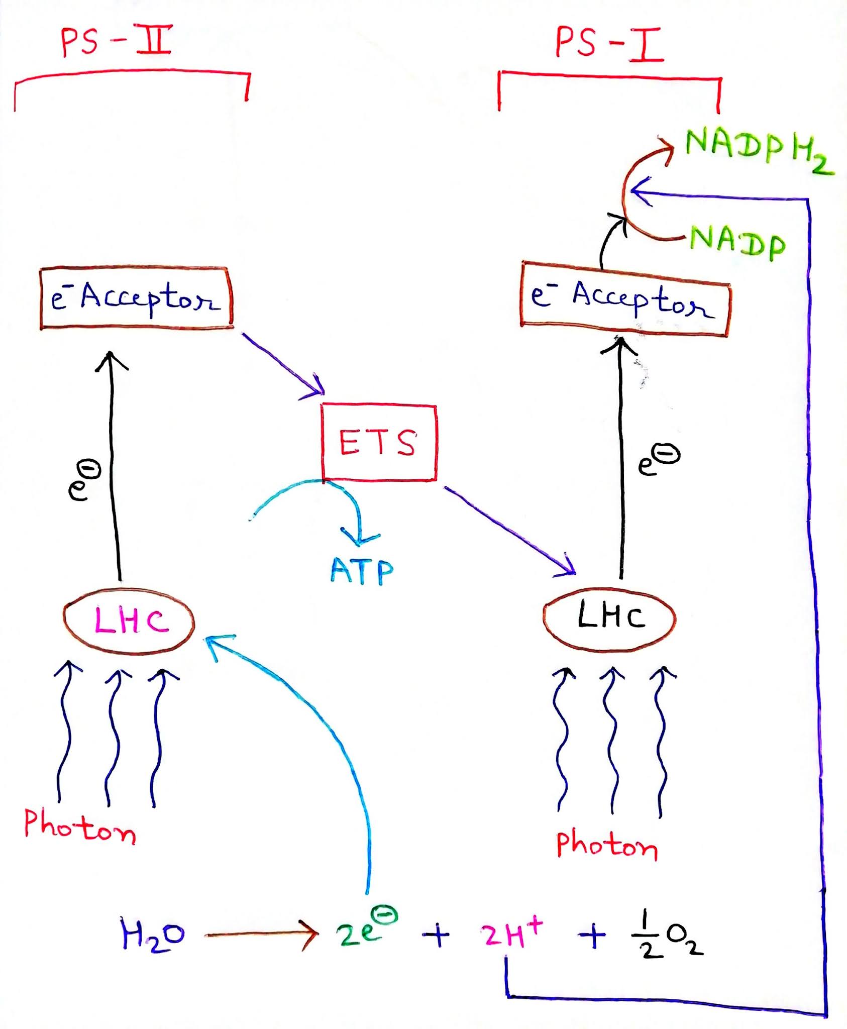 Photosynthesis: Light and Dark Reaction