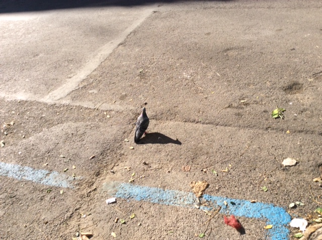 World War 2 History and the WW2 Pigeons: Pigeoneer's Operations Manual