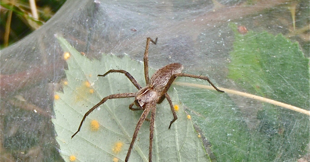 Hills Farm Wildlife Conservation: Riverside Spiders