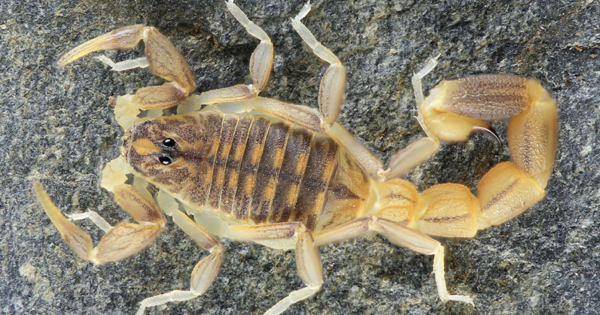 The Scorpion Files Newsblog: Two new species of Neobuthus from Somaliland