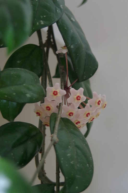 Hoja (hoya) kwiaty - Fikusy, storczyki, bonsai, draceny, a także ...