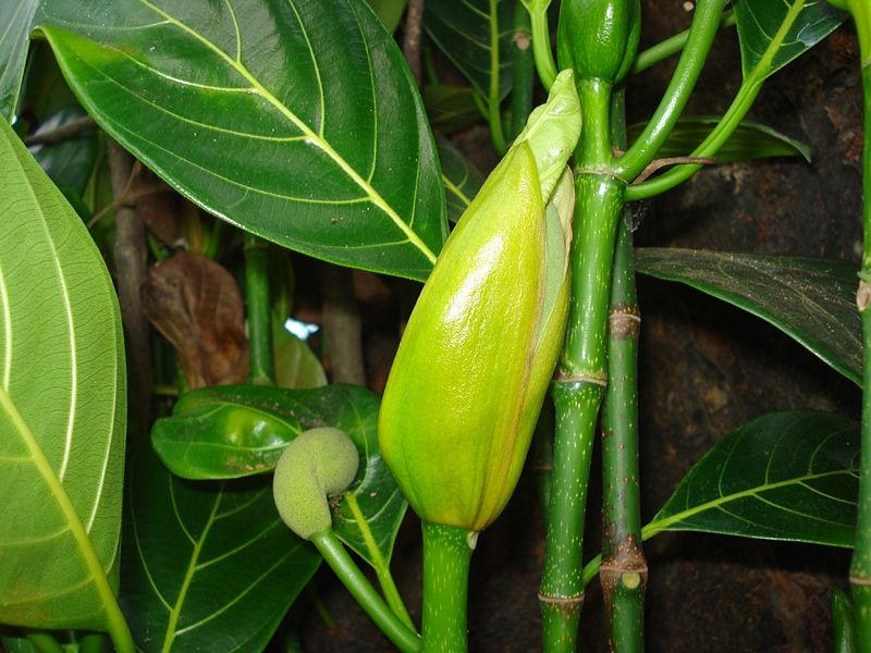We love Our Bangladesh: Jackfruit (Kathal) -National Fruit of Bangladesh