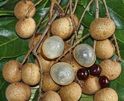 Tanaman Lengkeng - KajianPustaka