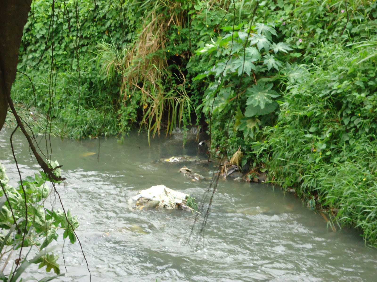 Revitalização do Rio das Tripas: outubro 2011