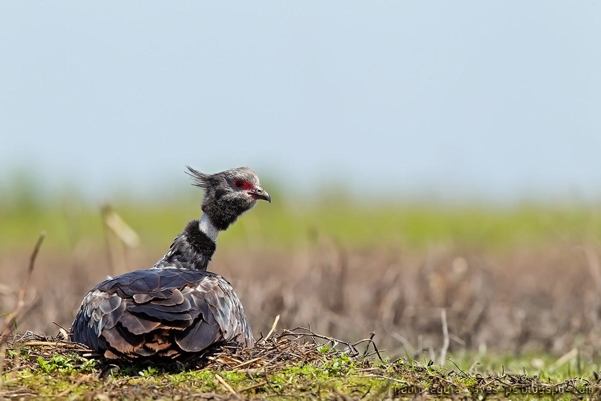 mis fotos de aves: Chauna torquata Chajá Southern Screamer
