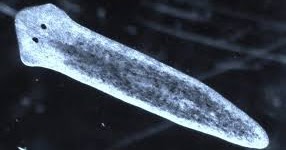 ระบบร่างกายพลานาเรีย (Planaria Anatomy)