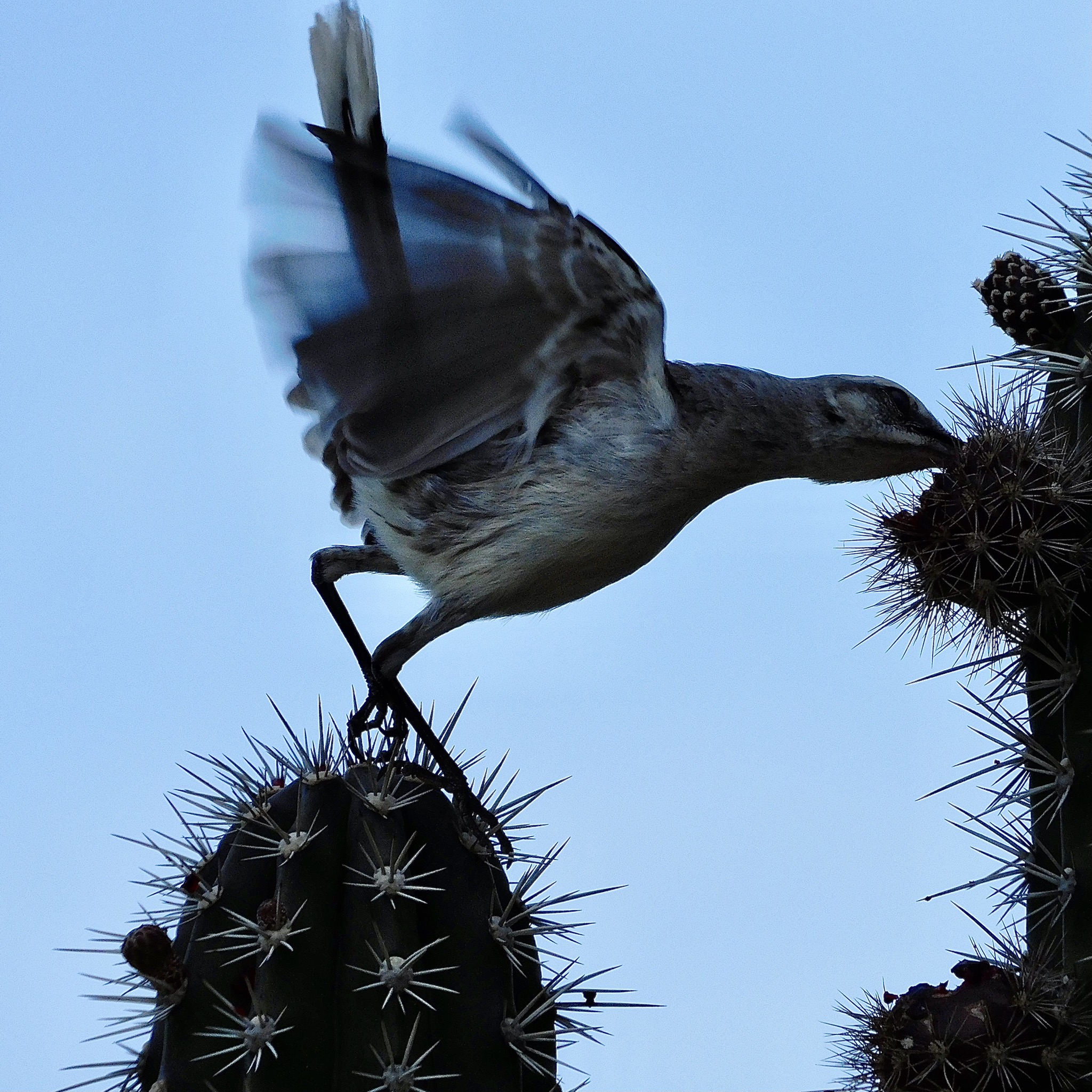 Hiking Curaçao - Flora and Fauna: Chuchubi and cactus fruit ...
