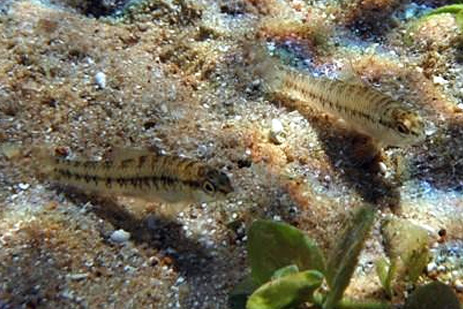 Peixes: Characidium aff. zebra