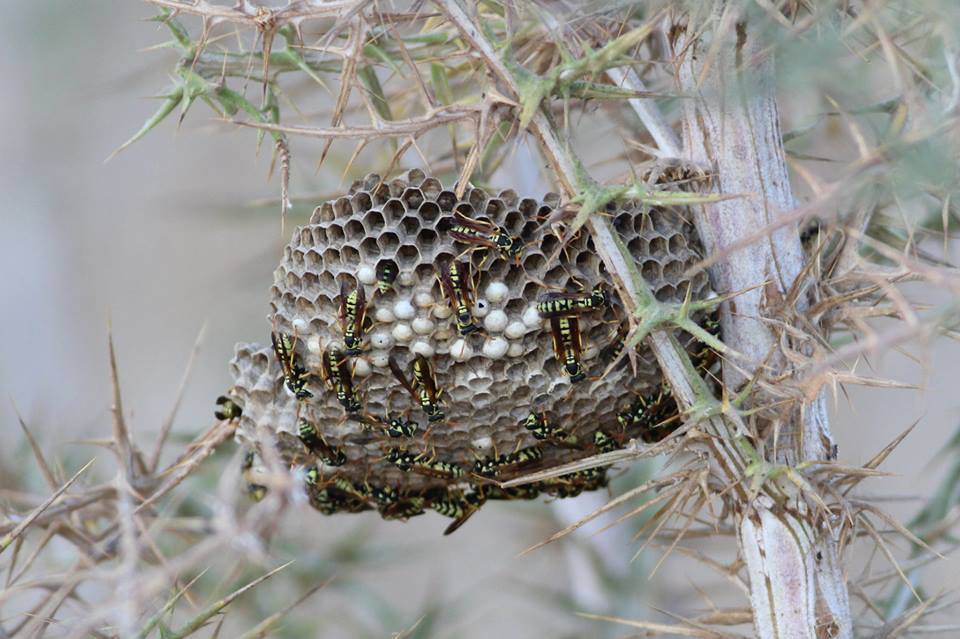 Biodiversity of Cyprus by NGO Protection of the Natural Heritage and ...