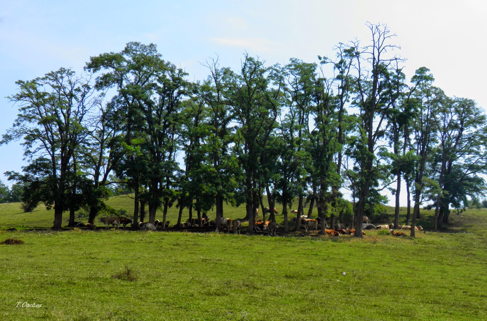 PASARI DIN ROMANIA: ERETE VANAT, Circus cyanaeus