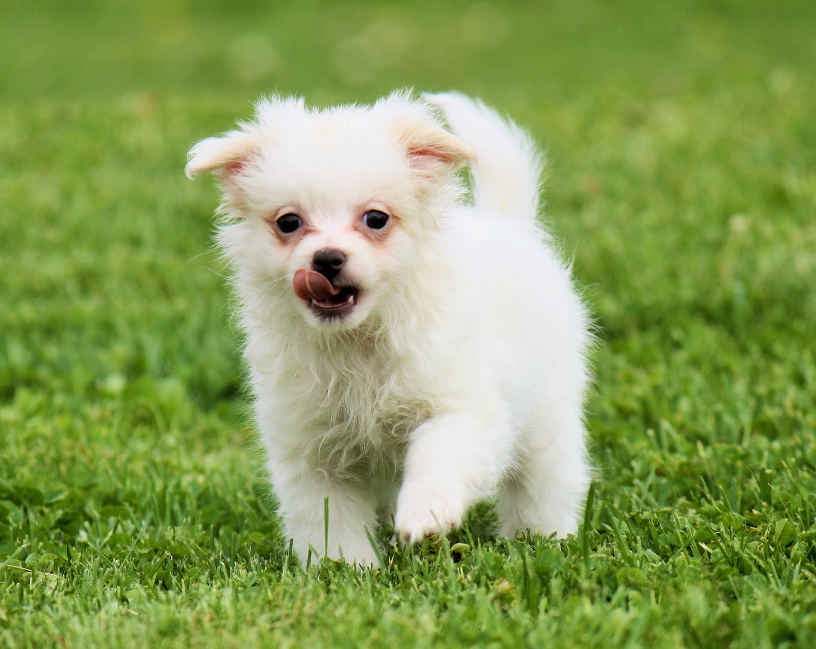 Providence Puppies: Sara the Pomchi
