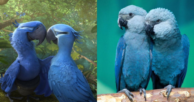 Blue Macaw parrot from the movie 'Rio' is now officially extinct ...