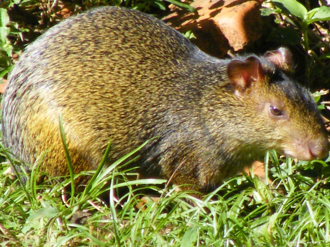 Cantinho Mágico.com: Parlenda Corre Cutia