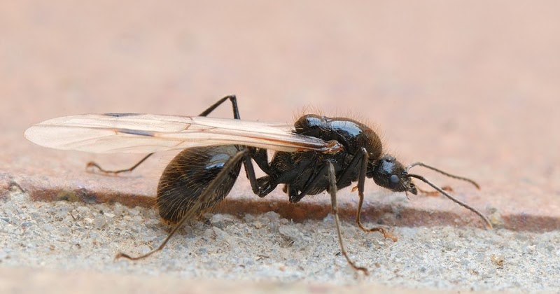 HORMIGAS ALADAS. ¿QUÉ SON?