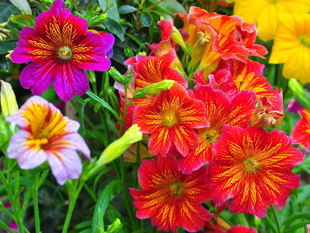 Fotos de flores reales - Imagui