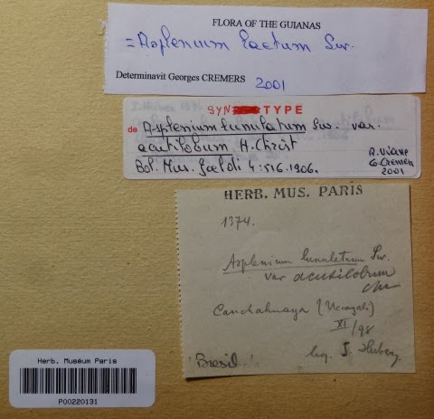 Jacques Huber and the Amazonian Botany: Plant collections