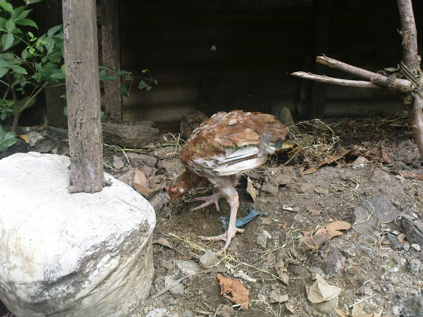 Kabir Chiken: Two Months Old Kabir Chicken