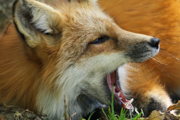 Zoos in Japan: Miyagi Zao Fox Village