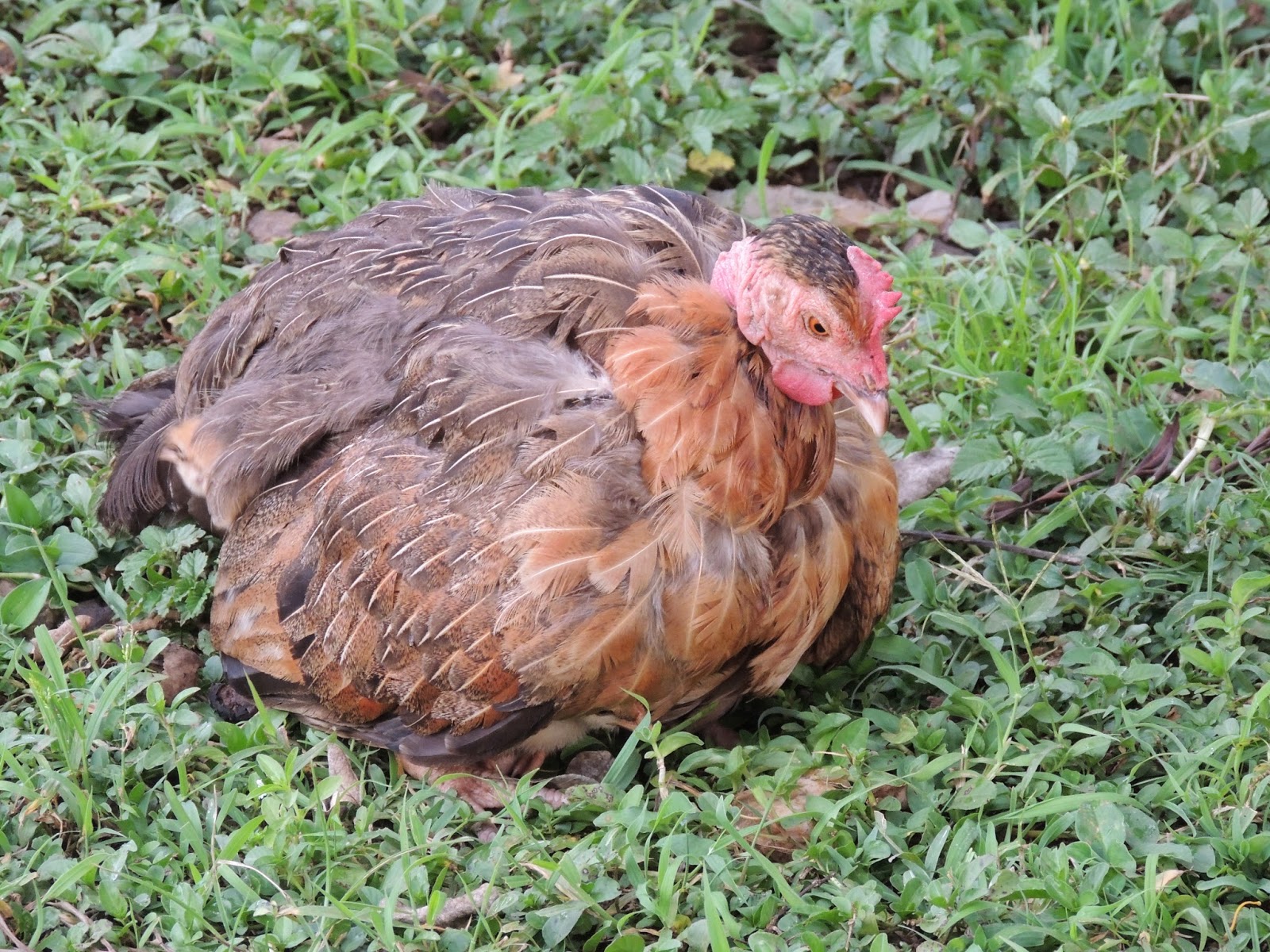 a LOT like Lot's wife: Lent Devotional: As a hen gathers her chicks