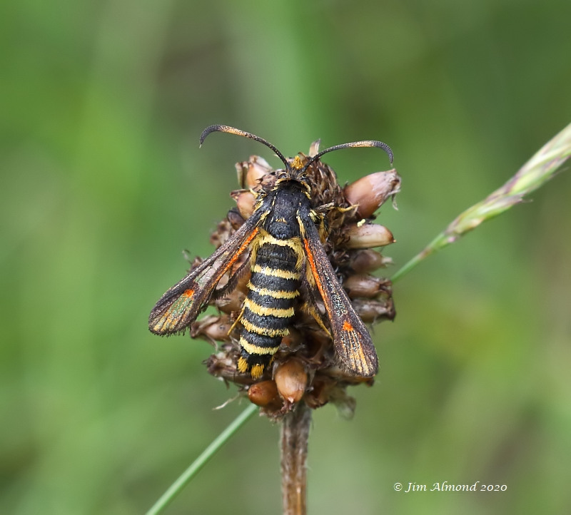 Shropshire Birder: 2020