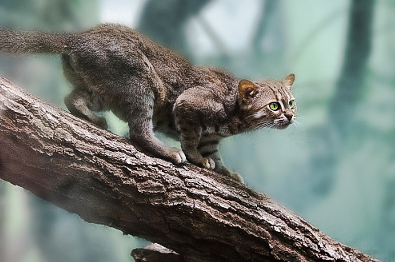 Cat Chit Chat: What wild cat species are native to Asia?