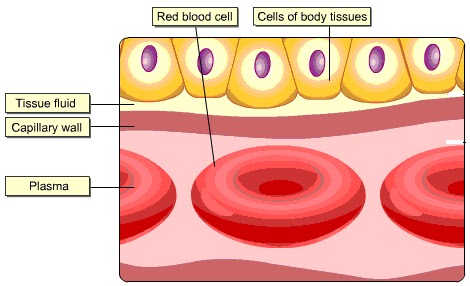 Internal Environment Biology